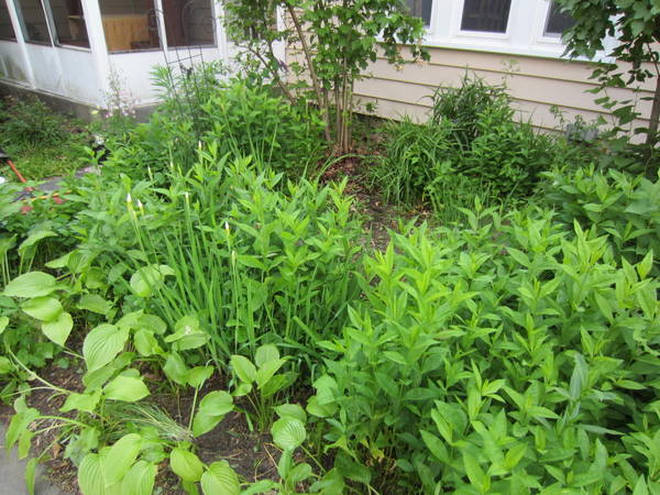 Weeding Our Perennial Garden – Capital District Fun
