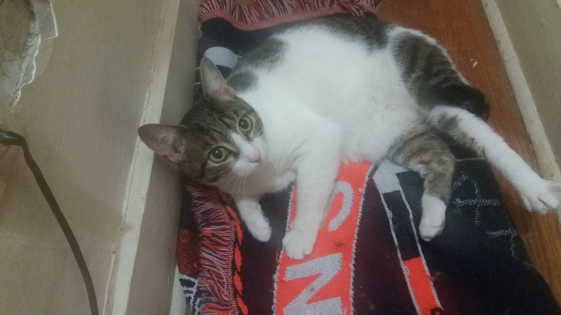 Rebound Cat – Capital District Fun